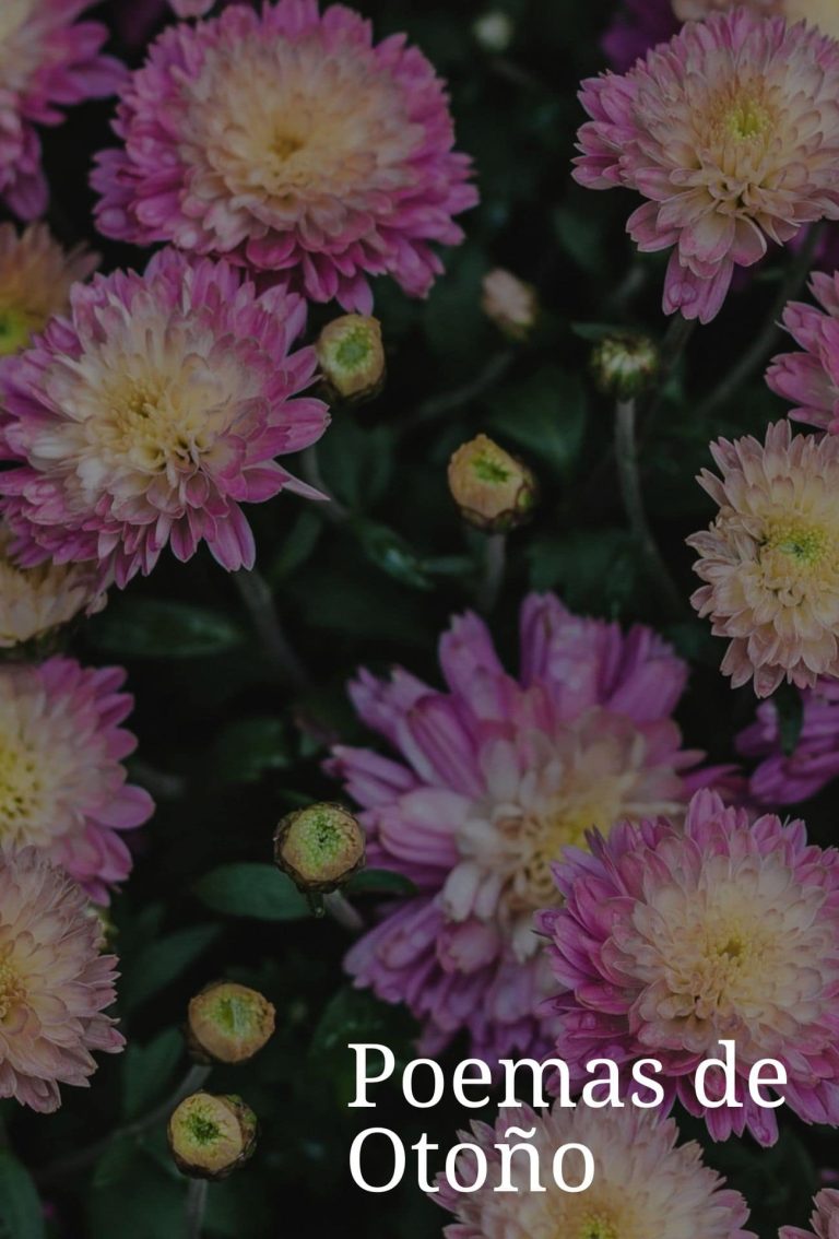 Poemas Estaciones - Pétalos de Poesía